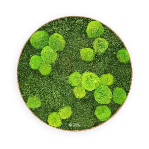 Mechový kruhový obraz -Bolmoss a lesní mech | Mossdesign