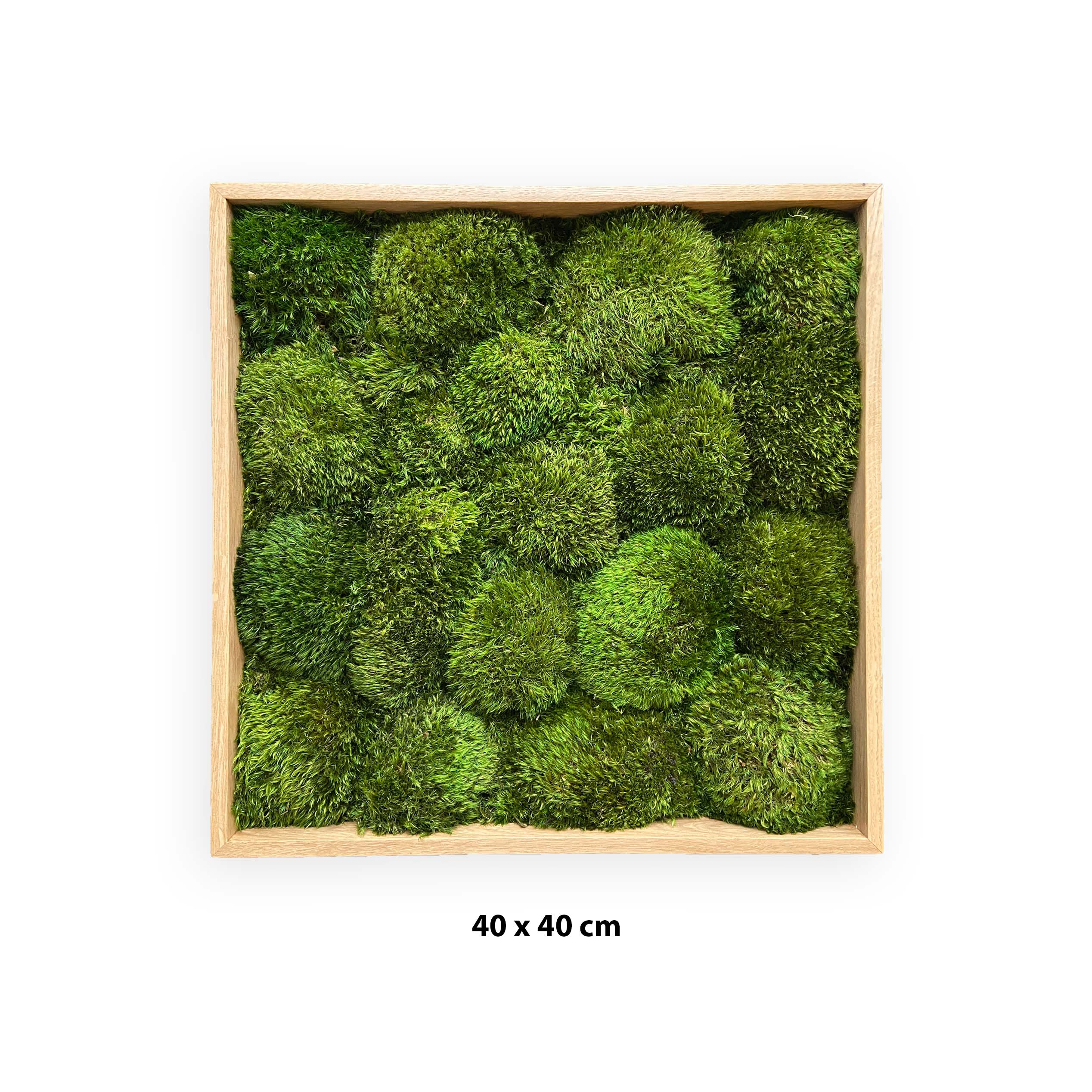 Mechový obraz - sibiřský mech | Mossdesign